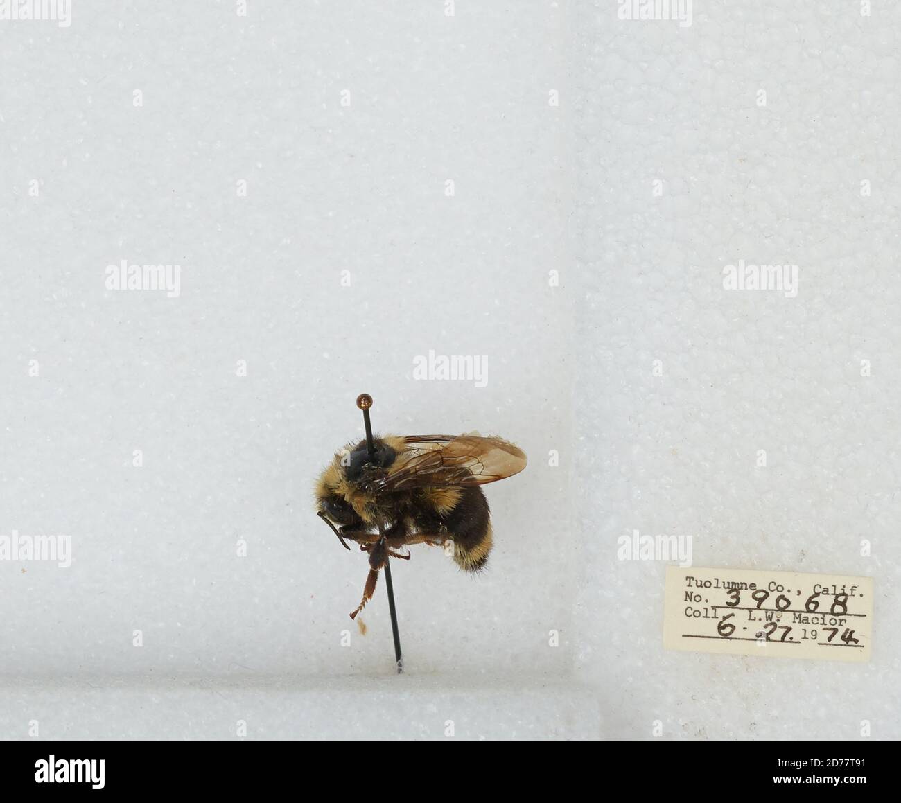 Tuolumne, California, United States, Bombus bifarius nearcticus ...