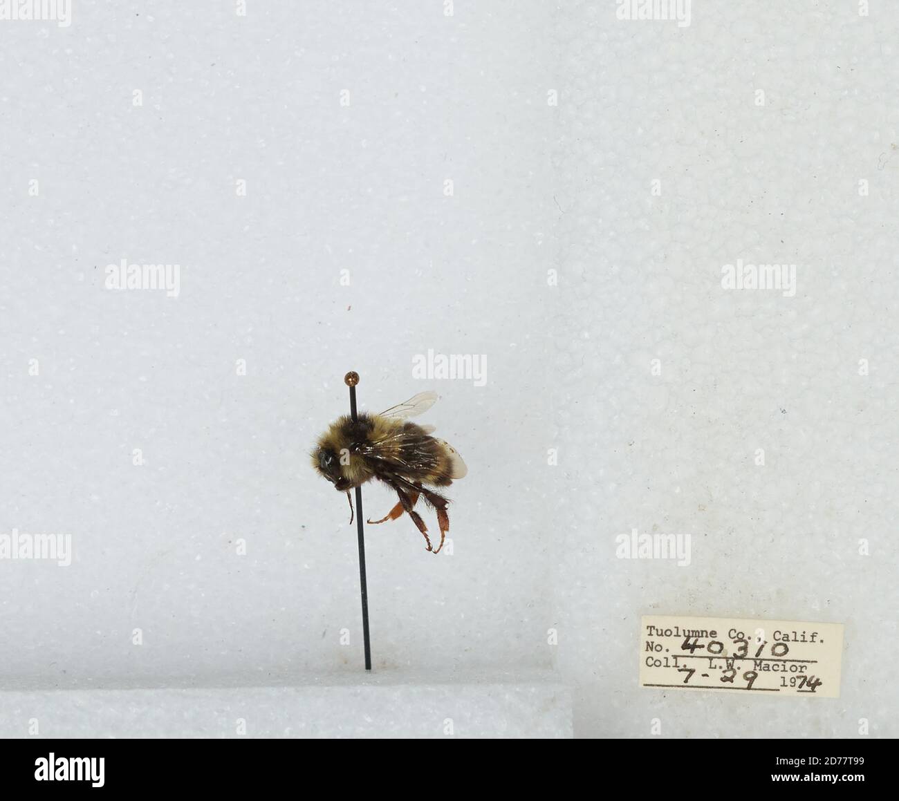 Tuolumne, California, United States, Bombus bifarius nearcticus ...