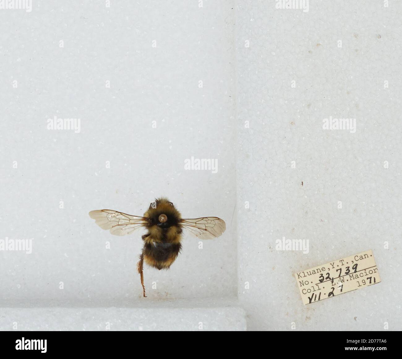 Kluane, Yukon Territory, Canada, Bombus bifarius nearcticus, Animalia ...
