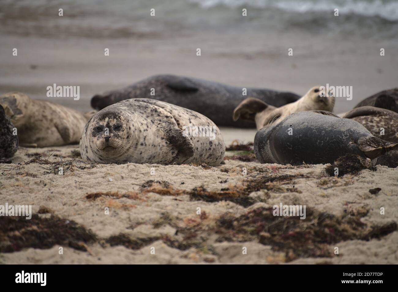 Spotted seal hi-res stock photography and images - Alamy