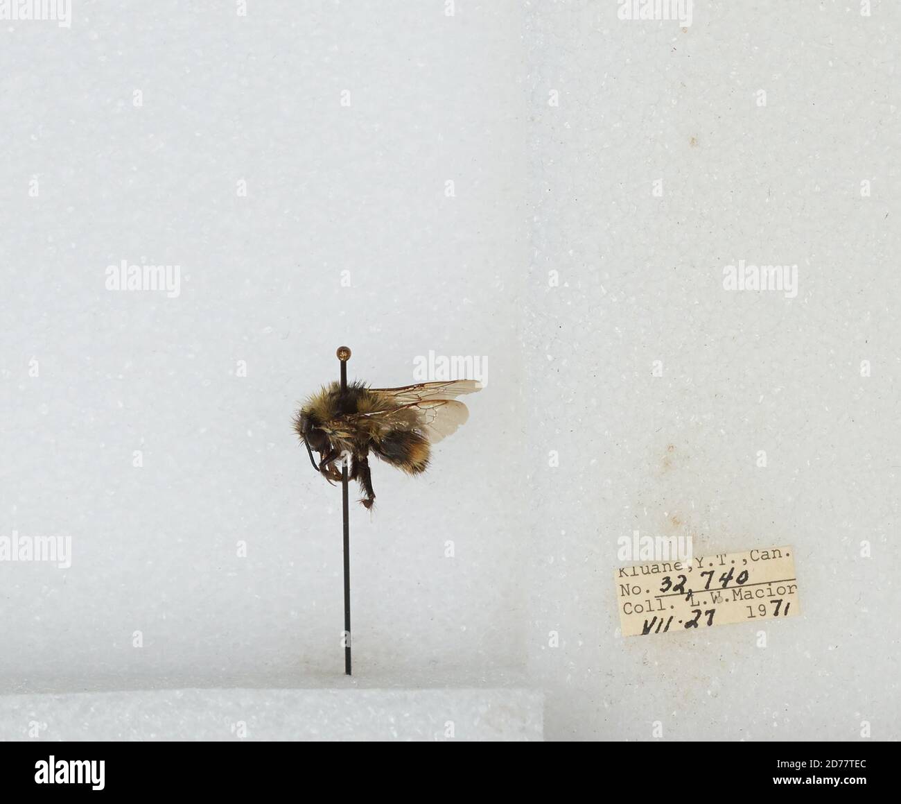 Kluane, Yukon Territory, Canada, Bombus bifarius nearcticus, Animalia ...