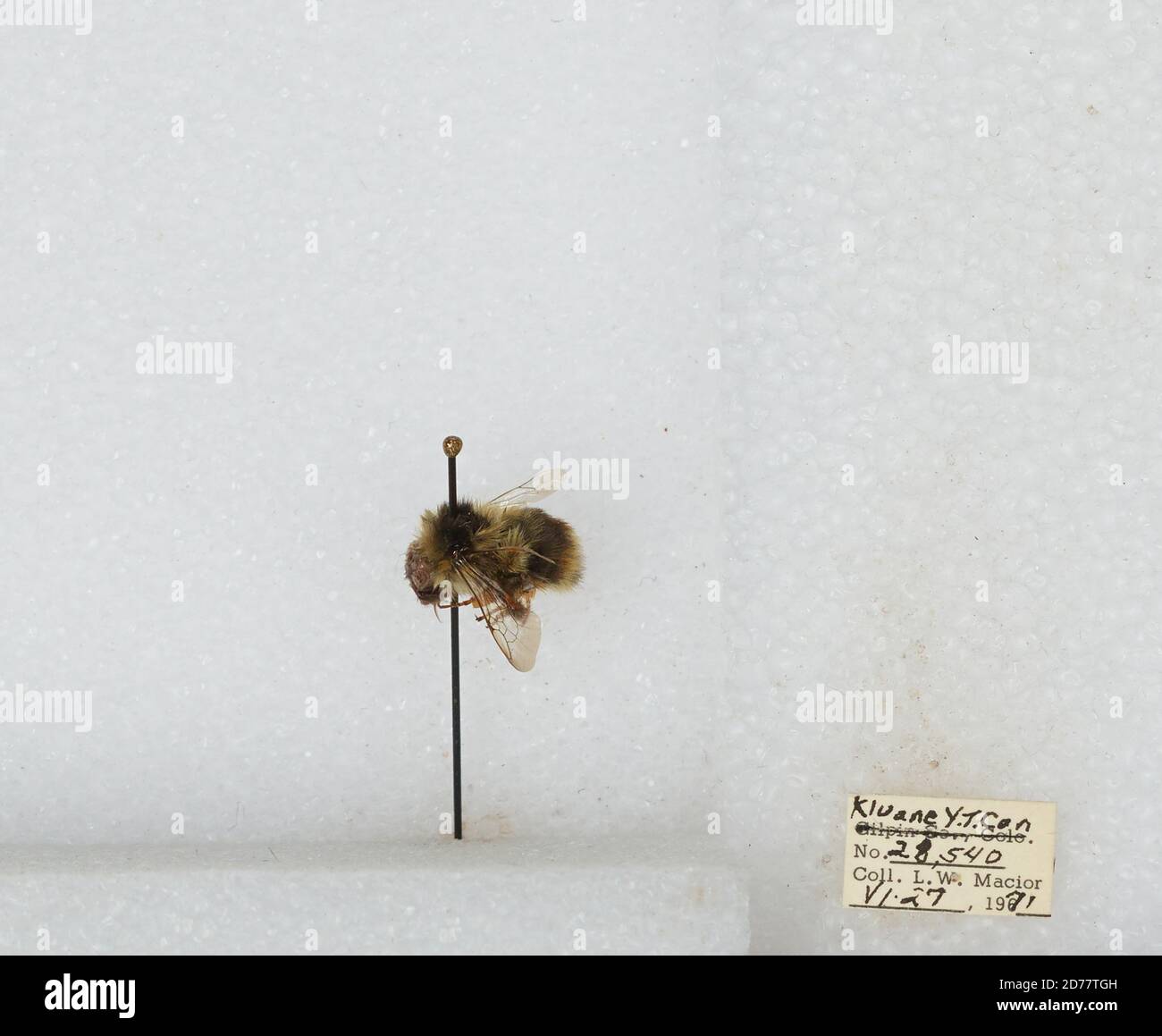 Kluane, Yukon Territory, Canada, Bombus bifarius nearcticus, Animalia ...