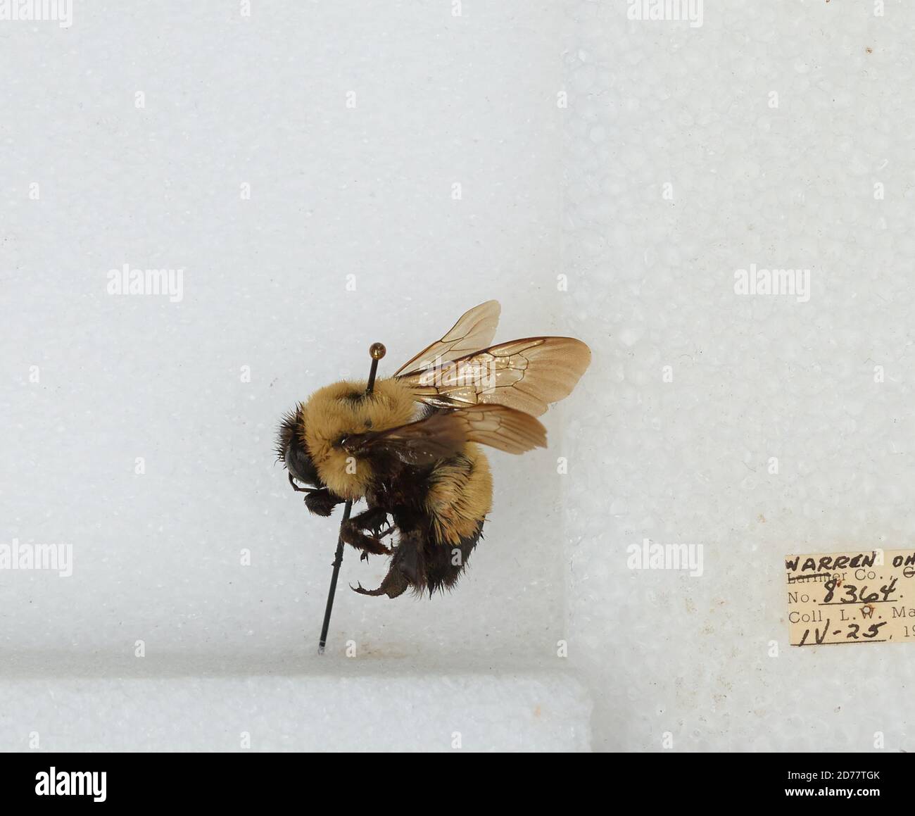Warren, Ohio, United States, Bombus (Bombus) affinis Cresson, Animalia ...