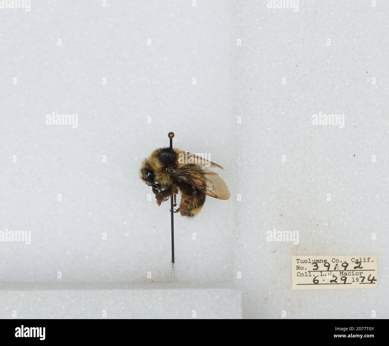 Tuolumne, California, United States, Bombus bifarius nearcticus ...