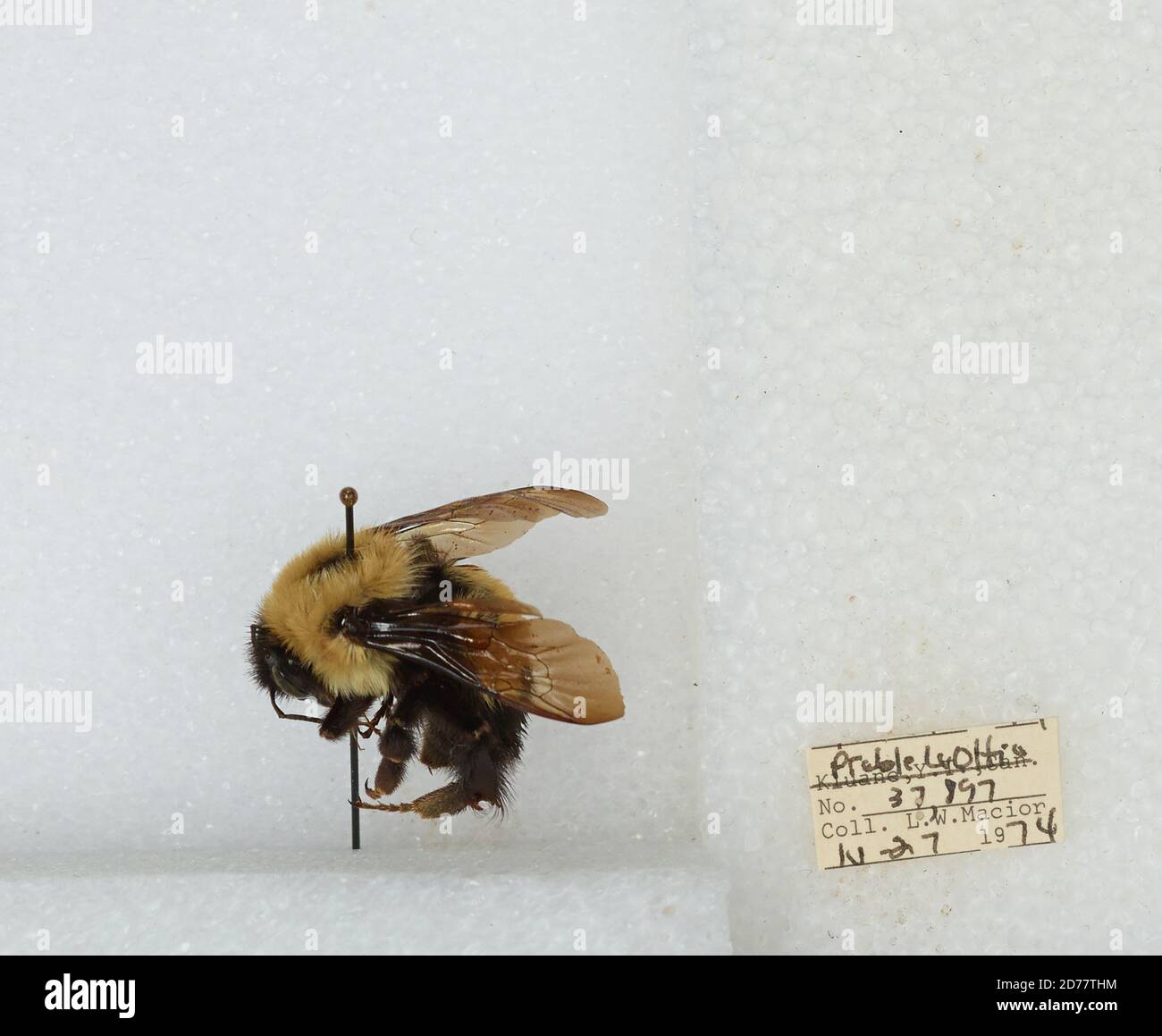Preble, Ohio, United States, Bombus (Bombus) affinis Cresson, Animalia ...