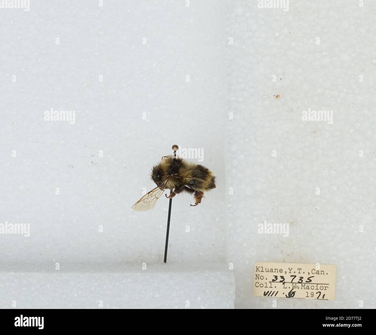 Kluane, Yukon Territory, Canada, Bombus bifarius nearcticus, Animalia ...