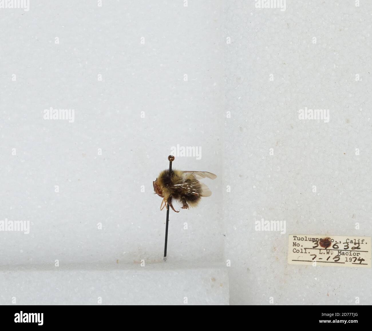 Tuolumne, California, United States, Bombus bifarius nearcticus ...