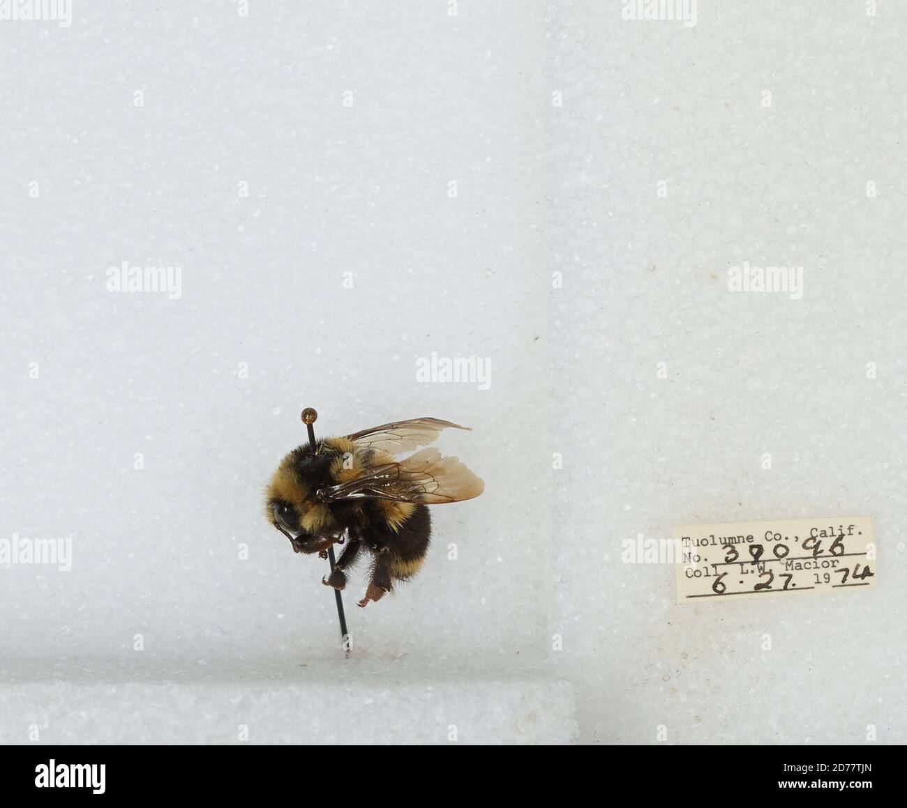 Tuolumne, California, United States, Bombus bifarius nearcticus ...