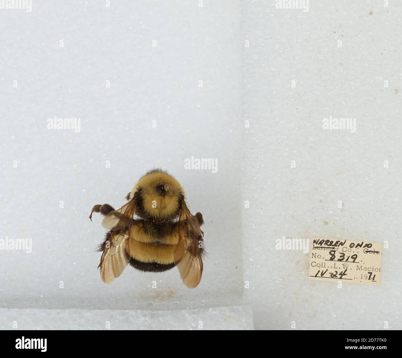 Warren, Ohio, United States, Bombus (Bombus) affinis Cresson, Animalia ...