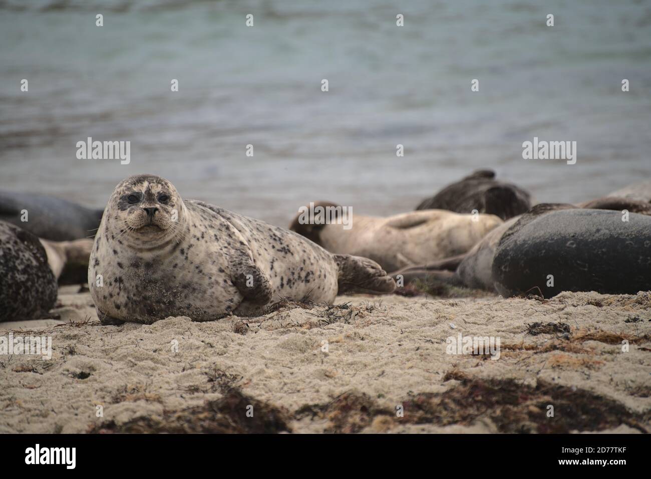 Spotted seal hi-res stock photography and images - Alamy