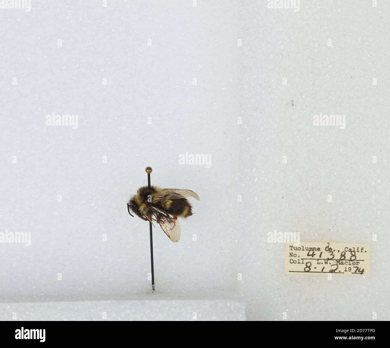 Tuolumne, California, United States, Bombus bifarius nearcticus ...