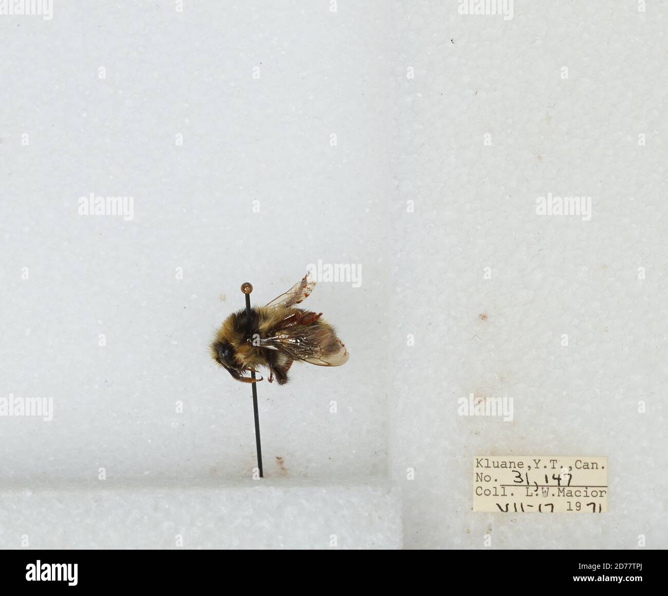Kluane, Yukon Territory, Canada, Bombus bifarius nearcticus, Animalia ...