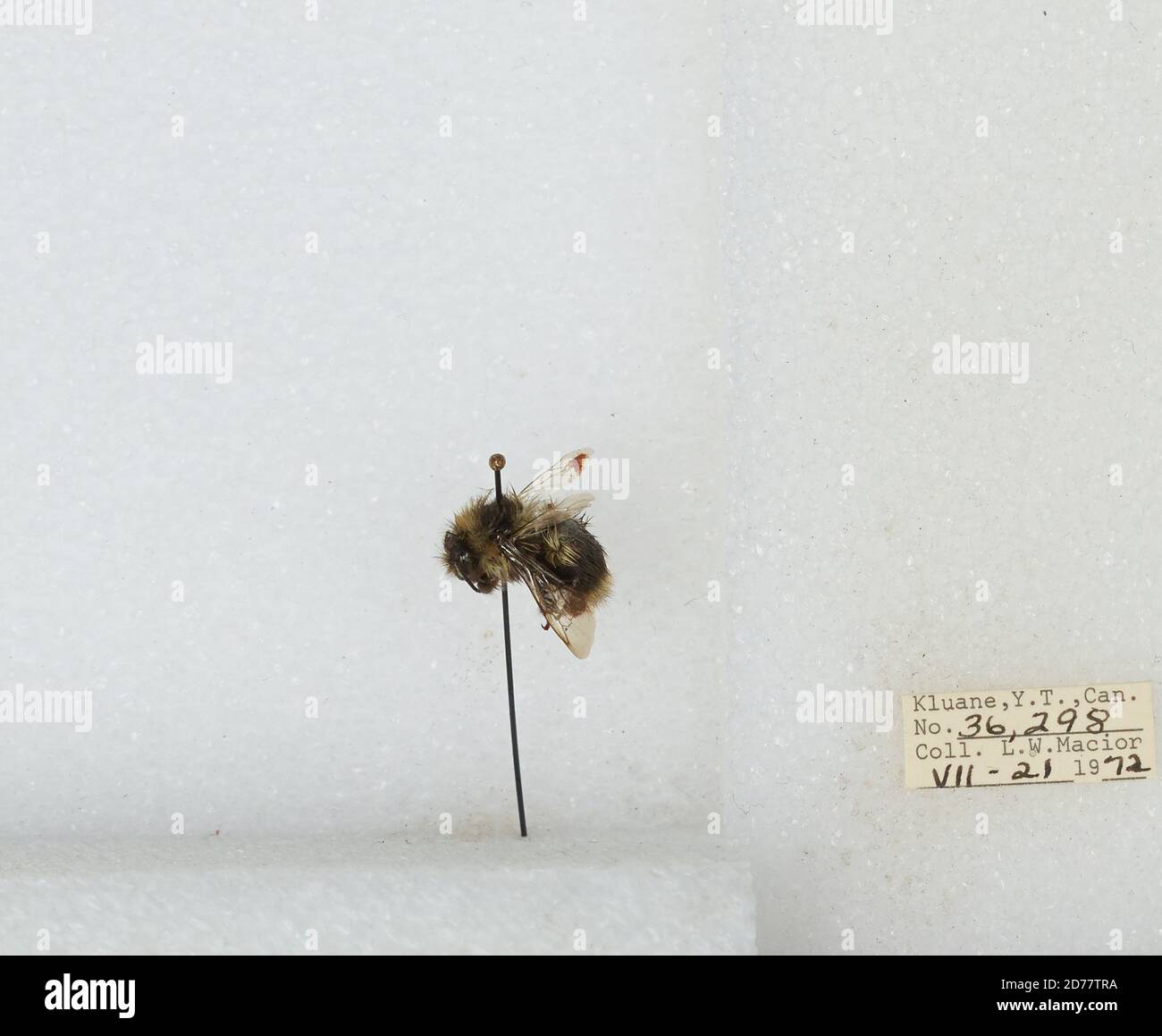 Kluane, Yukon Territory, Canada, Bombus bifarius nearcticus, Animalia ...