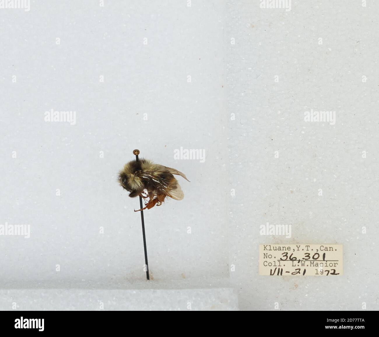 Kluane, Yukon Territory, Canada, Bombus bifarius nearcticus, Animalia ...