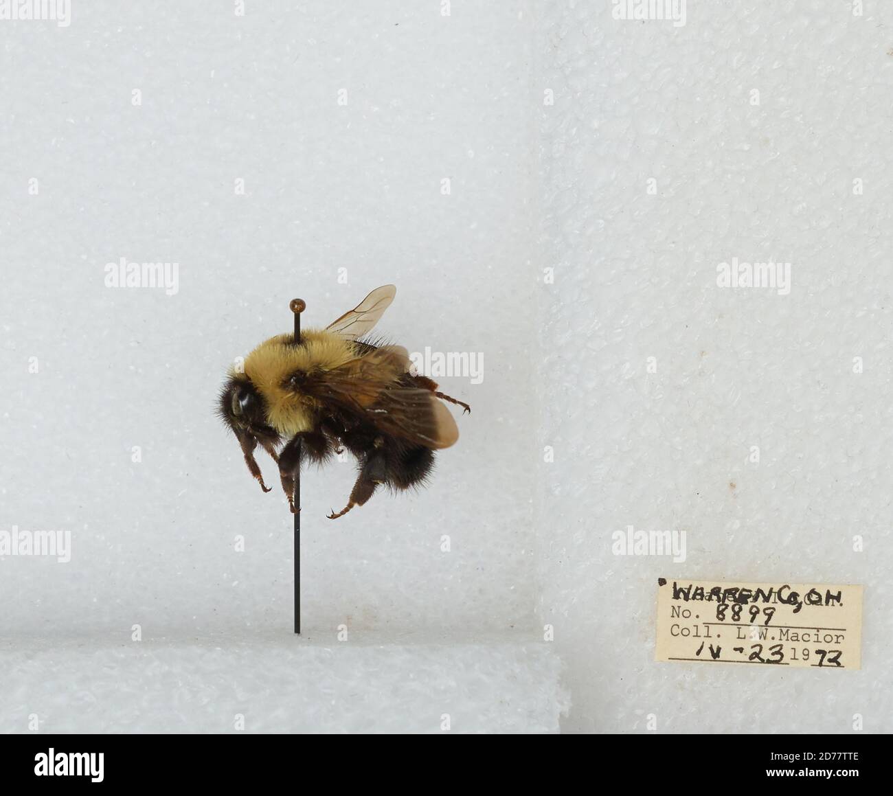 Warren, Ohio, United States, Bombus (Pyrobombus) bimaculatus Cresson ...