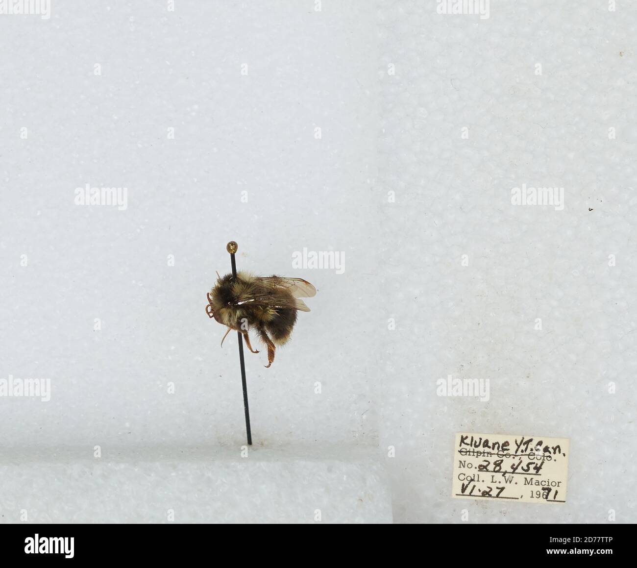 Kluane, Yukon Territory, Canada, Bombus bifarius nearcticus, Animalia ...