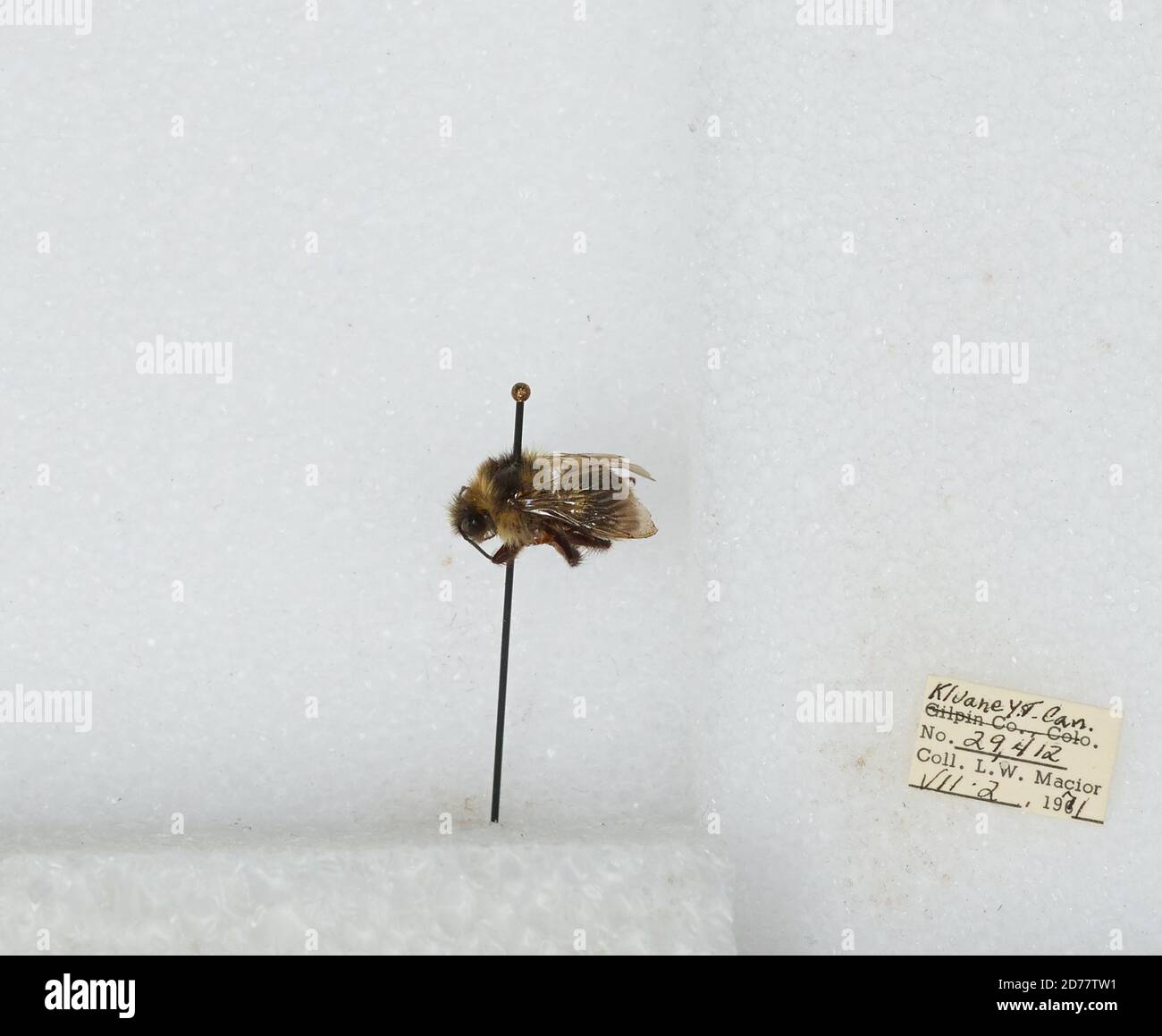 Kluane, Yukon Territory, Canada, Bombus bifarius nearcticus, Animalia ...