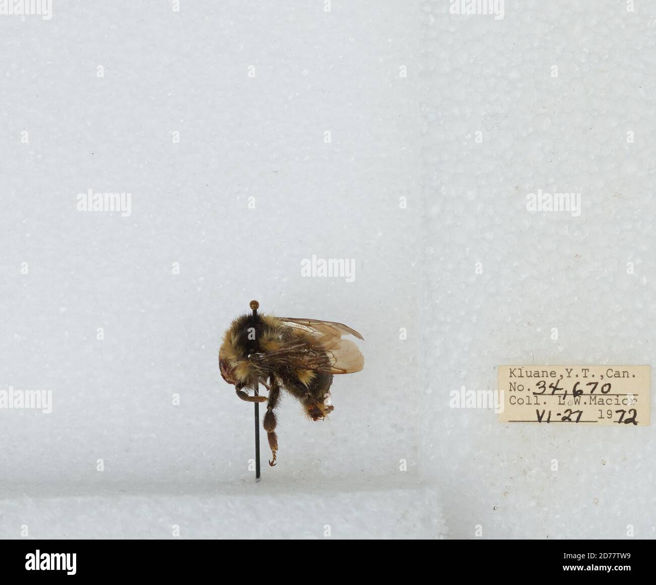 Kluane, Yukon Territory, Canada, Bombus bifarius nearcticus, Animalia ...