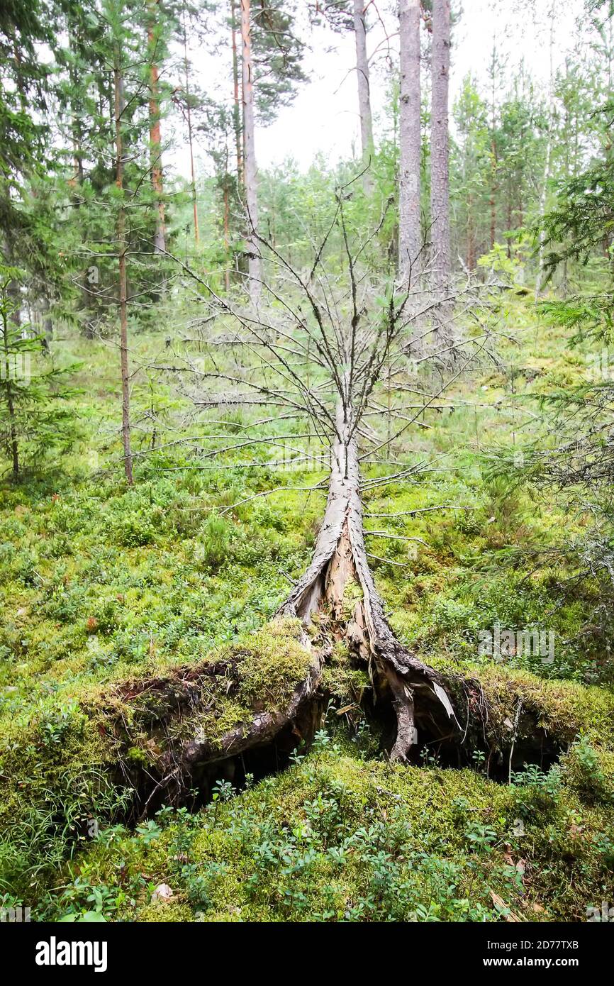 Uprooted trees after hurricane in a forest in East Europe Stock Photo ...