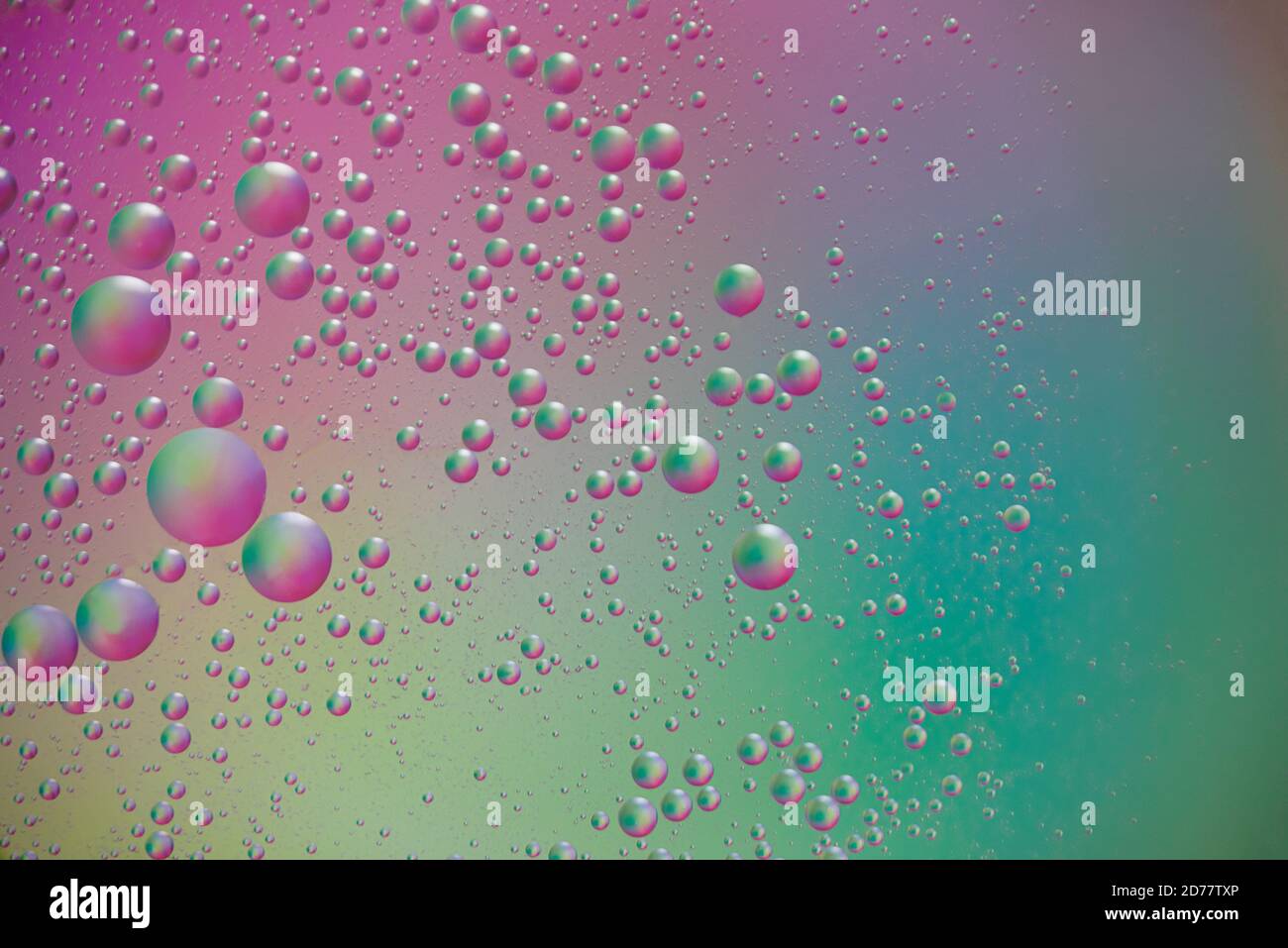 beautiful droplets of rice oil on a colorful background of pink, green ...