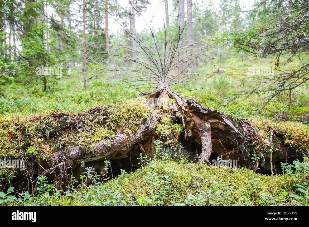 Uprooted trees after hurricane in a forest in East Europe Stock Photo ...