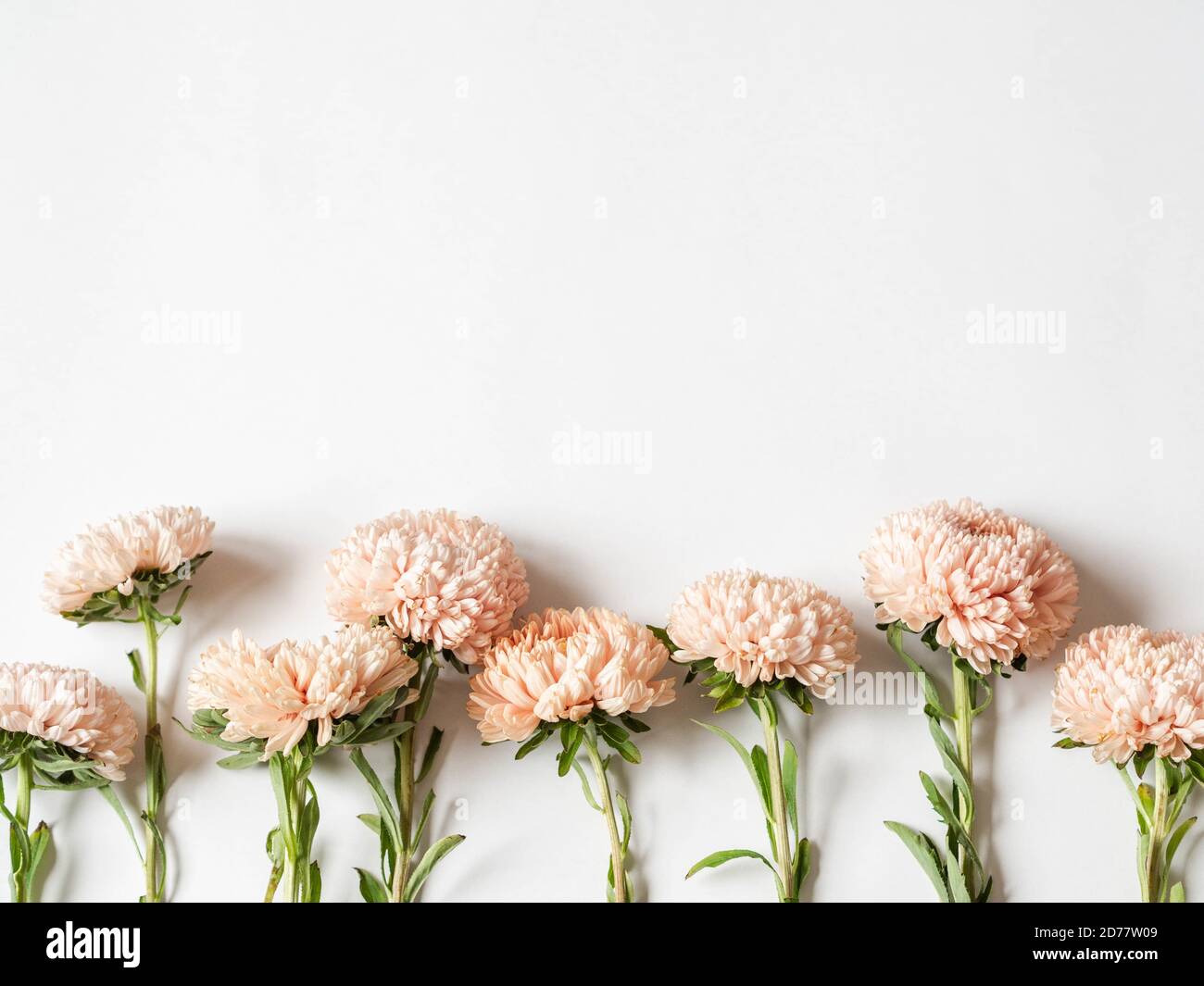 Botanical floral border of autumn seasonal flowers - peach asters on ...