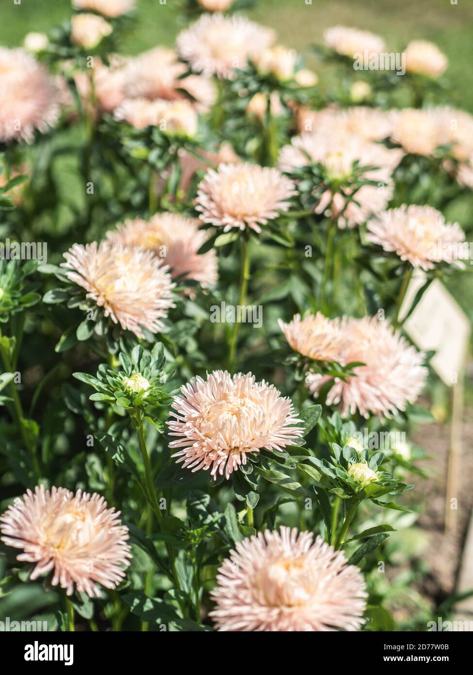The flower garden is full of lush fresh aster flowers of peach colors ...