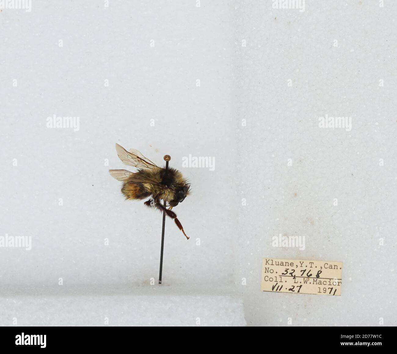 Kluane, Yukon Territory, Canada, Bombus bifarius nearcticus, Animalia ...