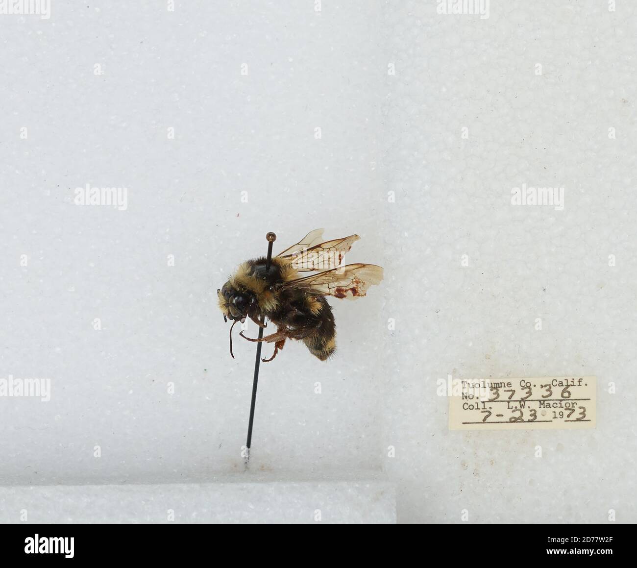 Tuolumne, California, United States, Bombus bifarius nearcticus ...
