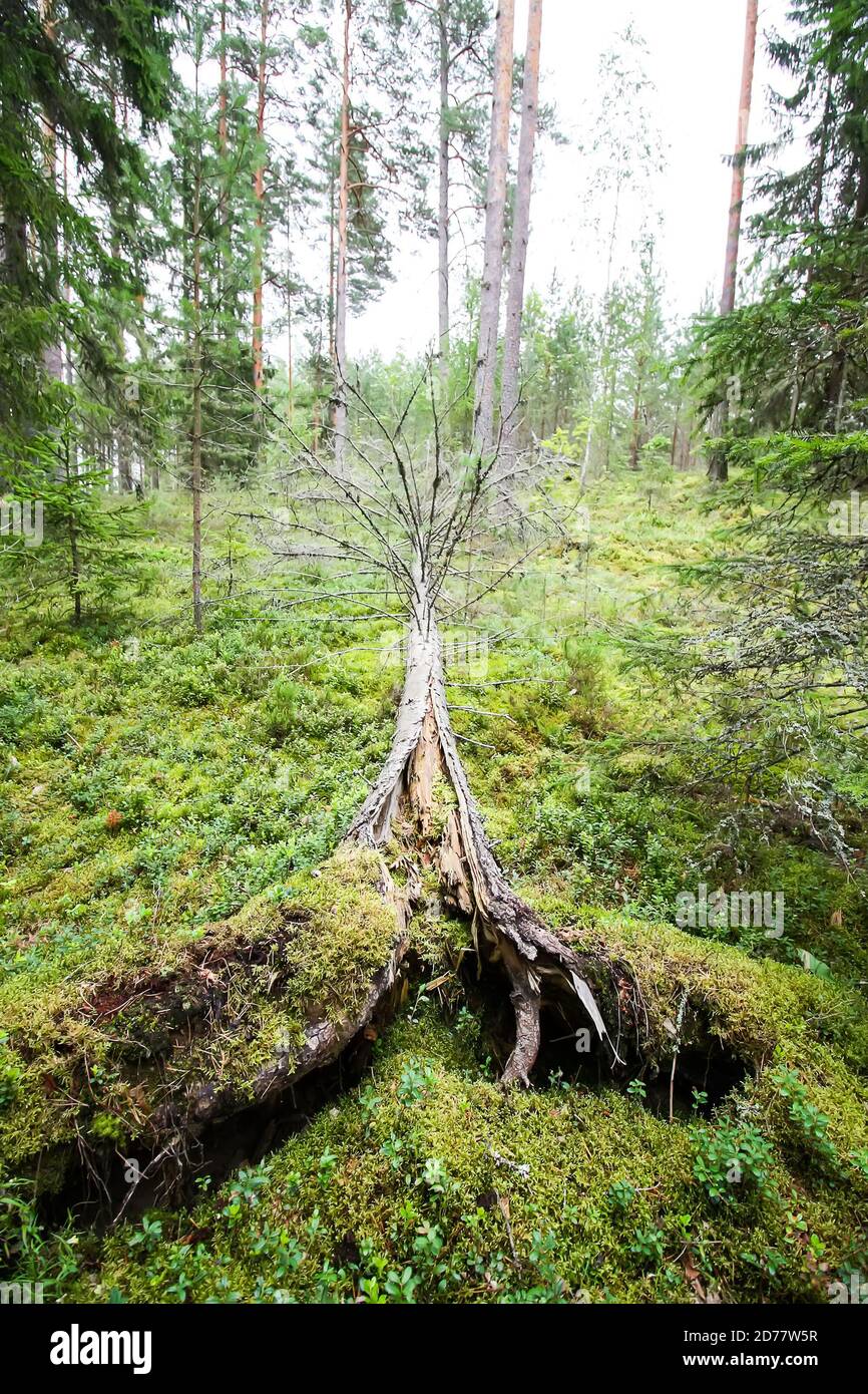 Uprooted trees after hurricane in a forest in East Europe Stock Photo ...