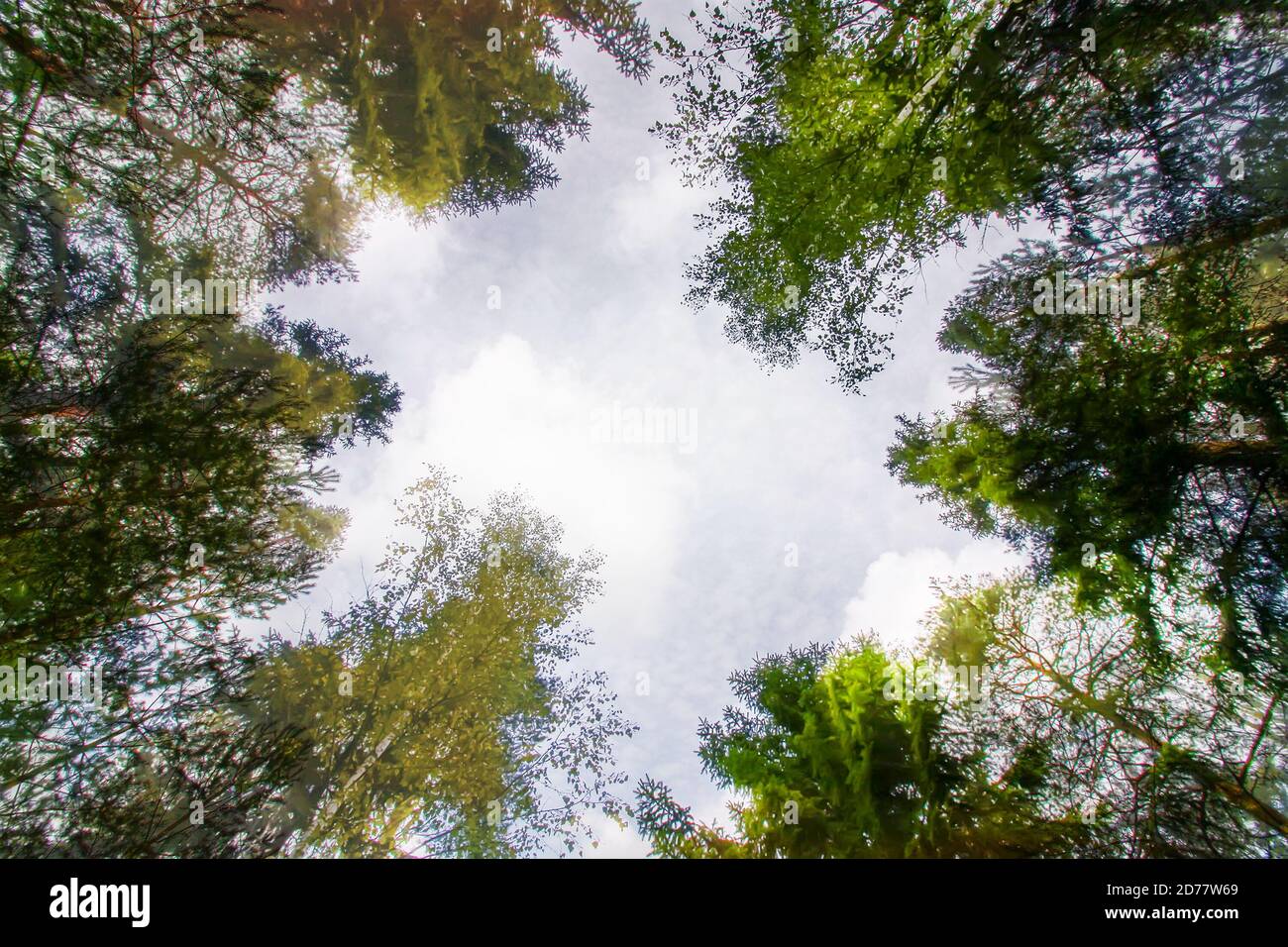 Rays forest evergreen tall hi-res stock photography and images - Alamy