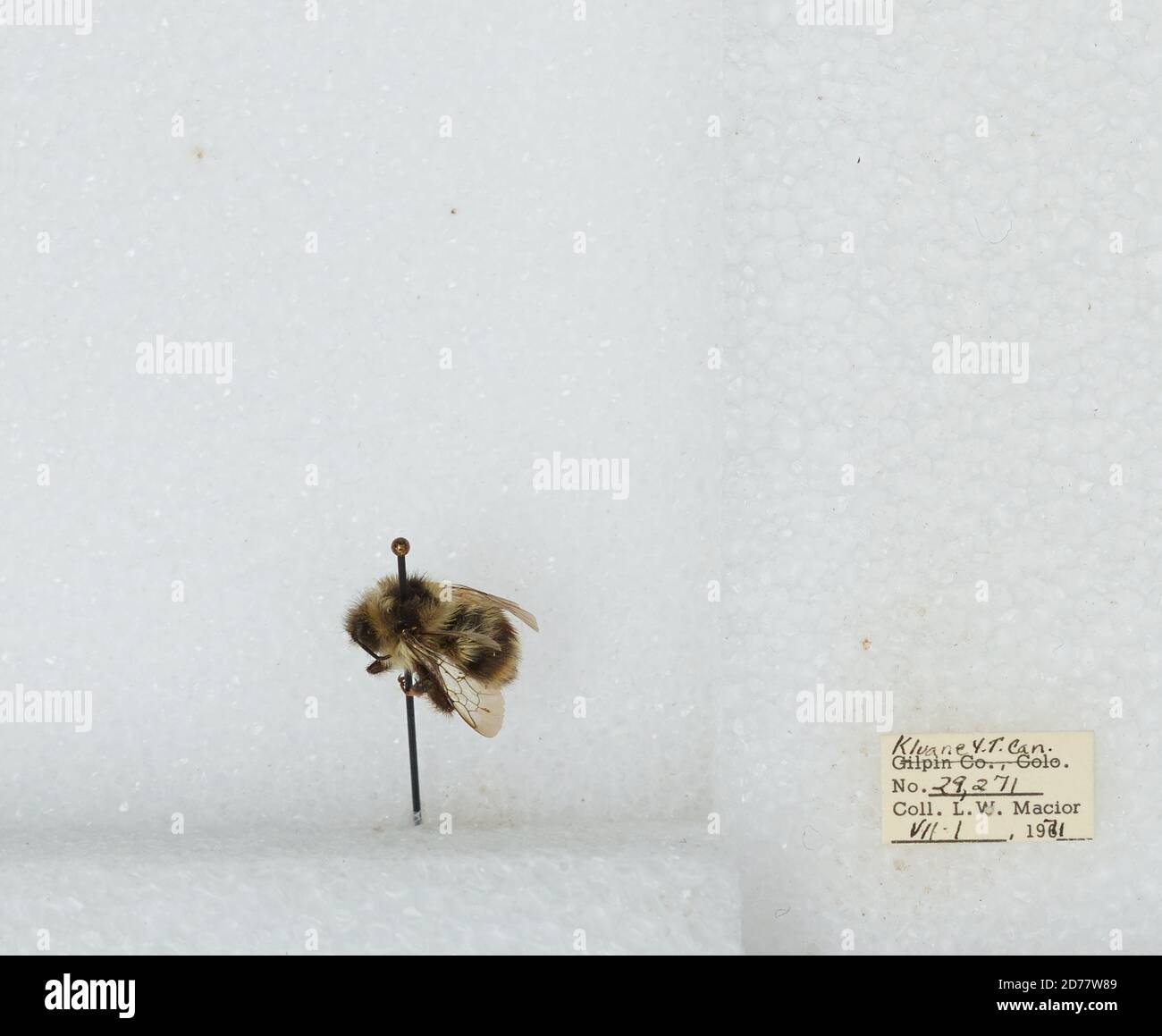 Kluane, Yukon Territory, Canada, Bombus bifarius nearcticus, Animalia ...