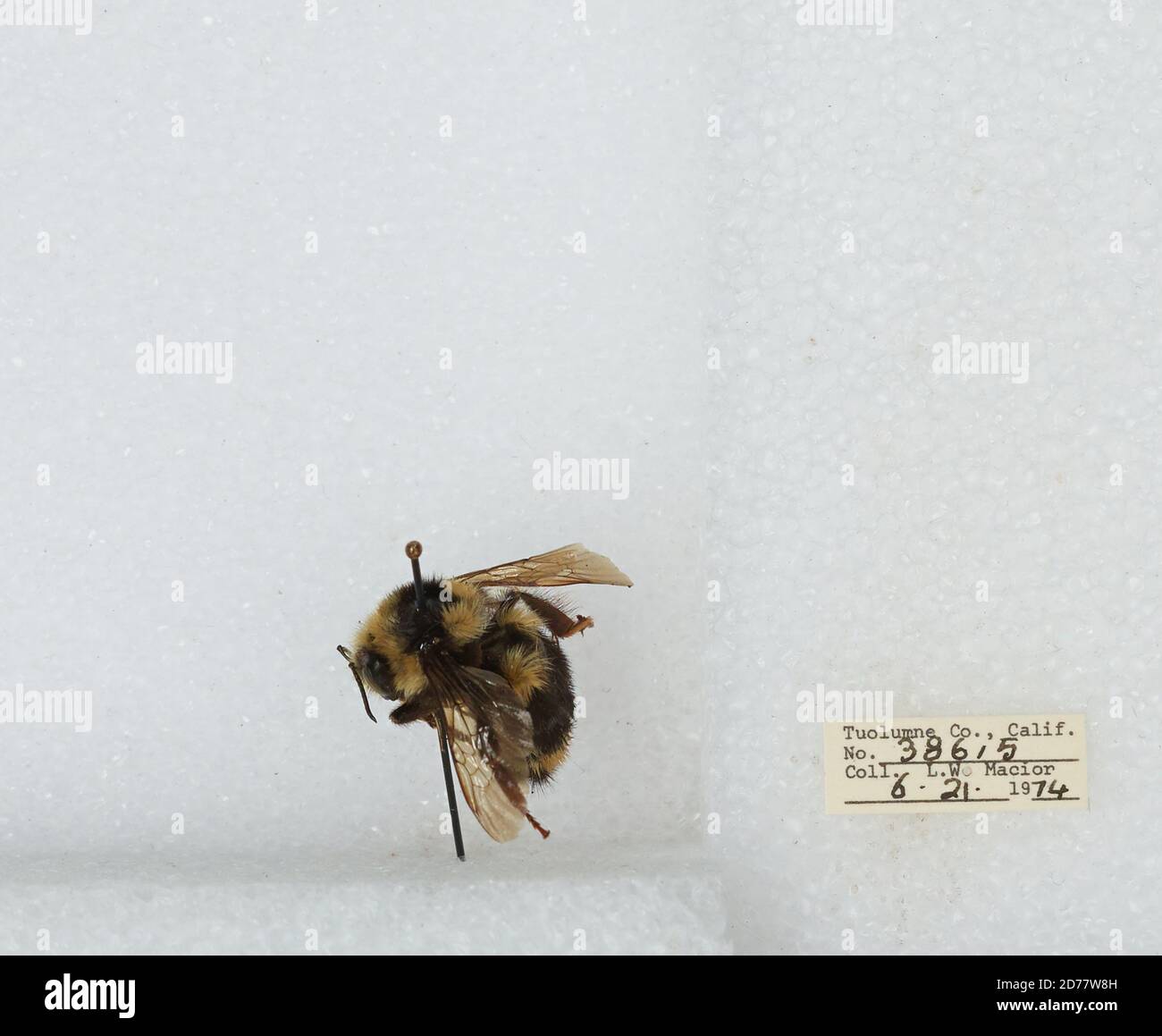 Tuolumne, California, United States, Bombus bifarius nearcticus ...