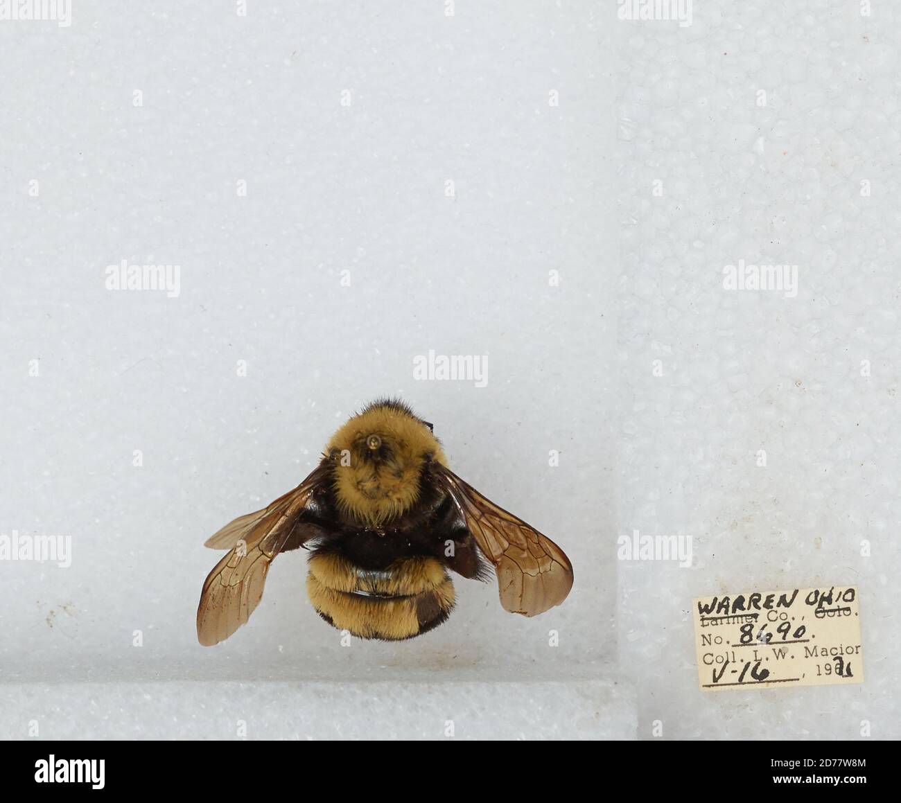 Warren, Ohio, United States, Bombus (Bombus) affinis Cresson, Animalia ...