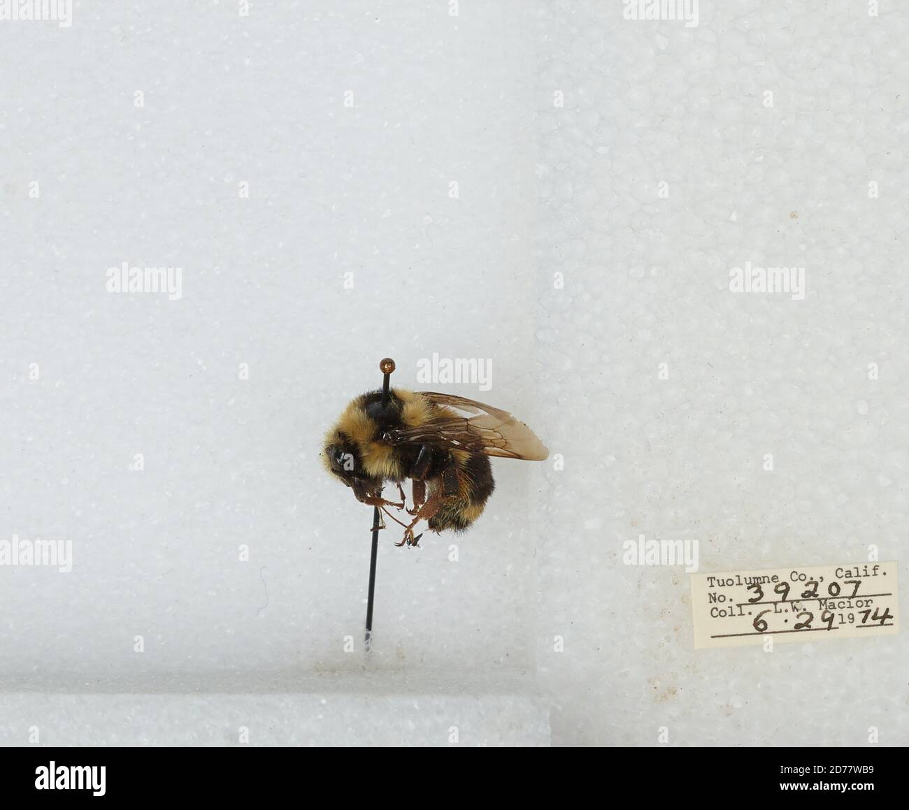 Tuolumne, California, United States, Bombus bifarius nearcticus ...