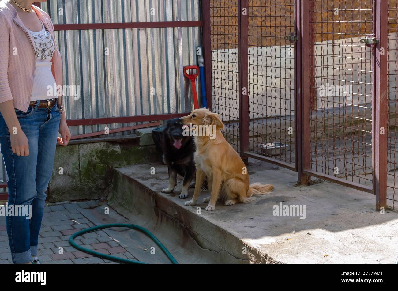 An adult female volunteer stands in front of two mixed breed dogs. Two ...