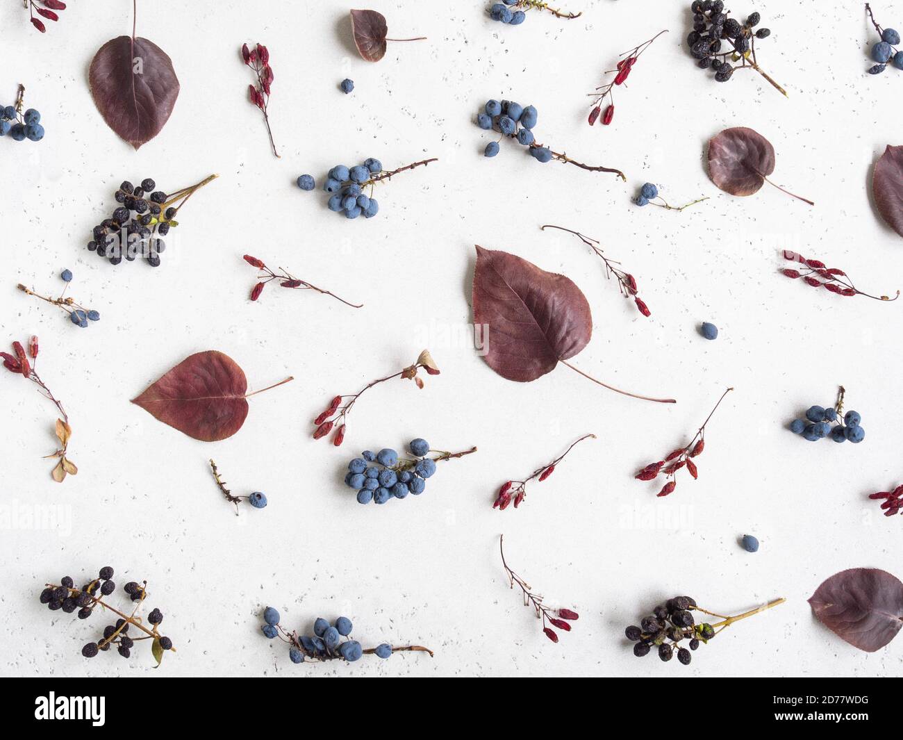 Botany background hi-res stock photography and images - Alamy