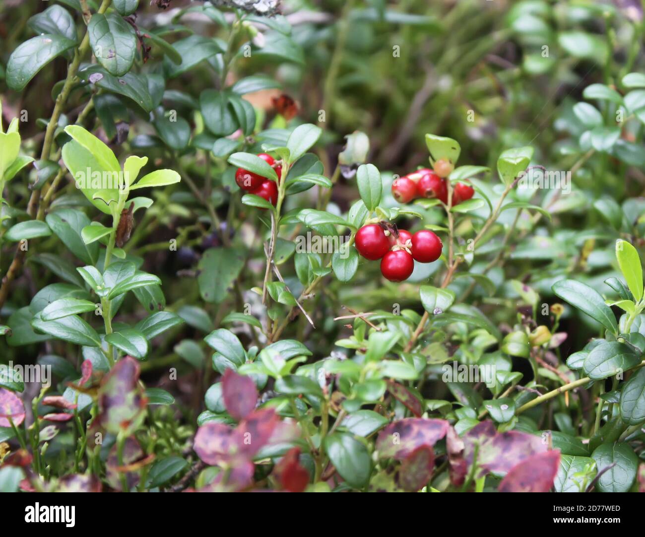 Cranberries growing hi-res stock photography and images - Alamy