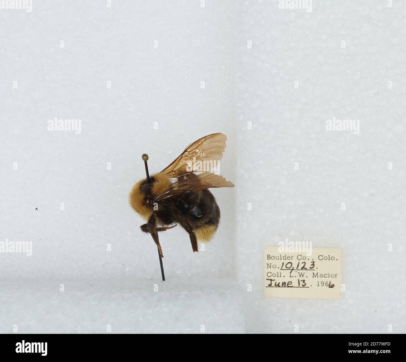 Boulder, Colorado, United States, Bombus (Psithyrus) insularis (Smith ...