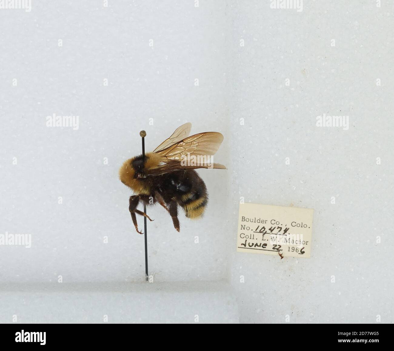 Boulder, Colorado, United States, Bombus (Psithyrus) insularis (Smith ...