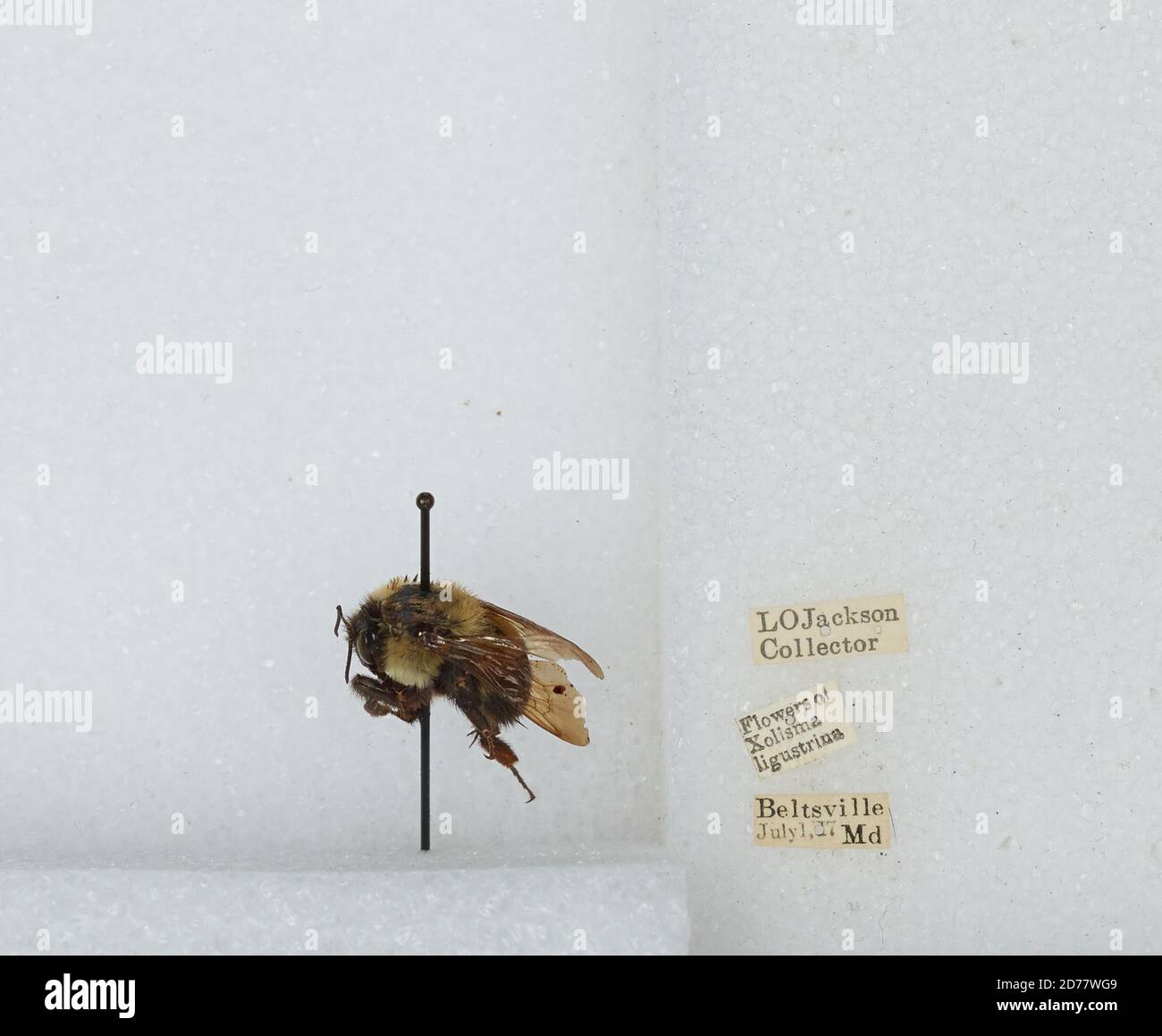 Beltsville, Prince George's, Maryland, United States, Bombus ...