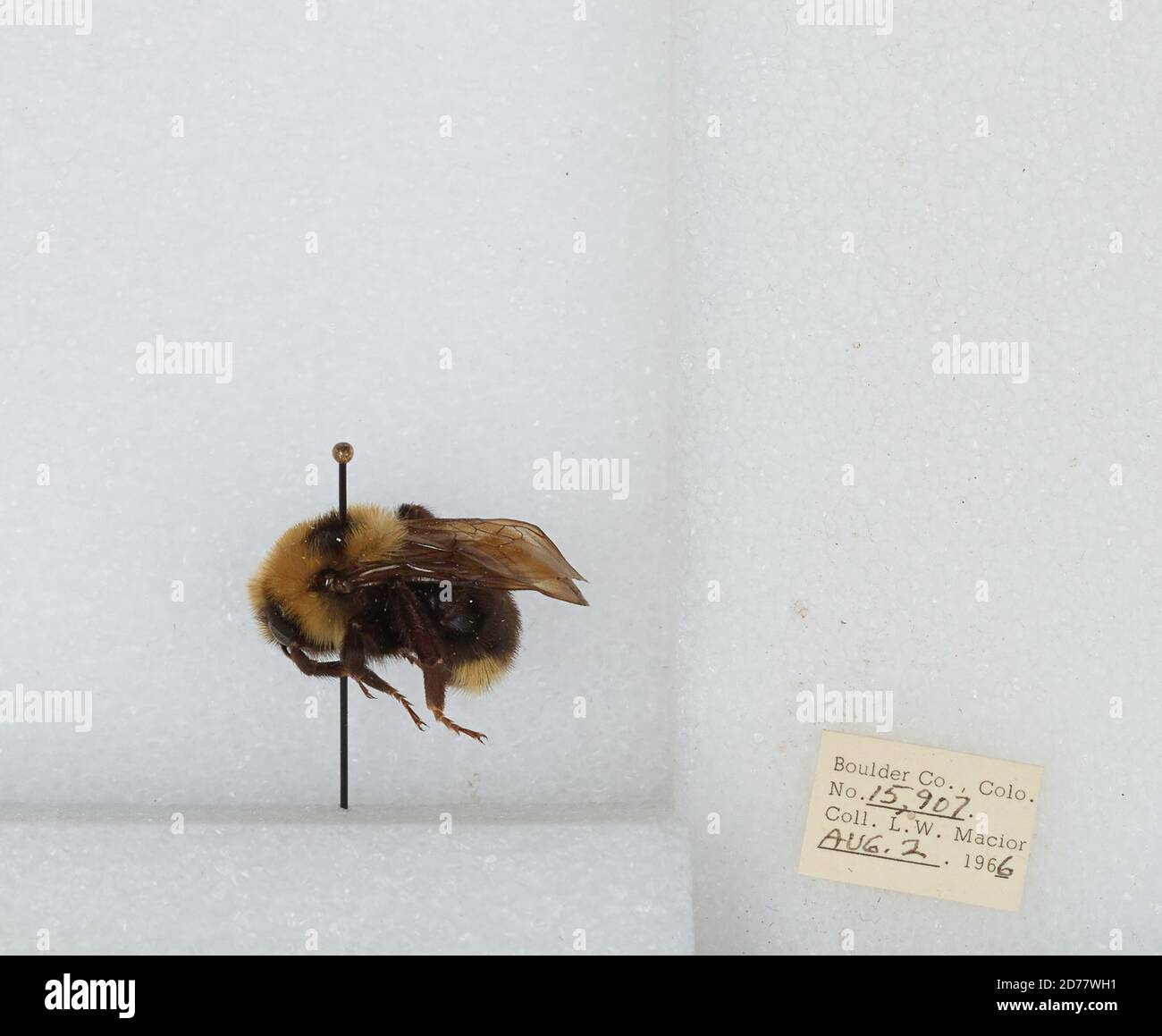 Boulder, Colorado, United States, Bombus (Psithyrus) insularis (Smith ...