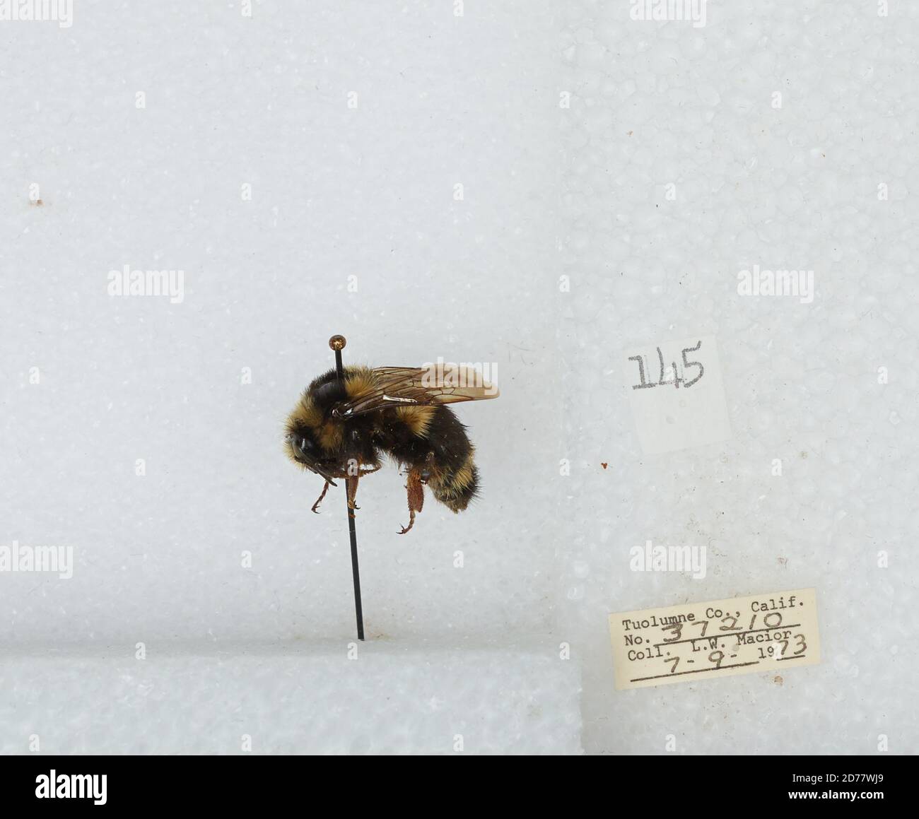 Tuolumne, California, United States, Bombus bifarius nearcticus ...