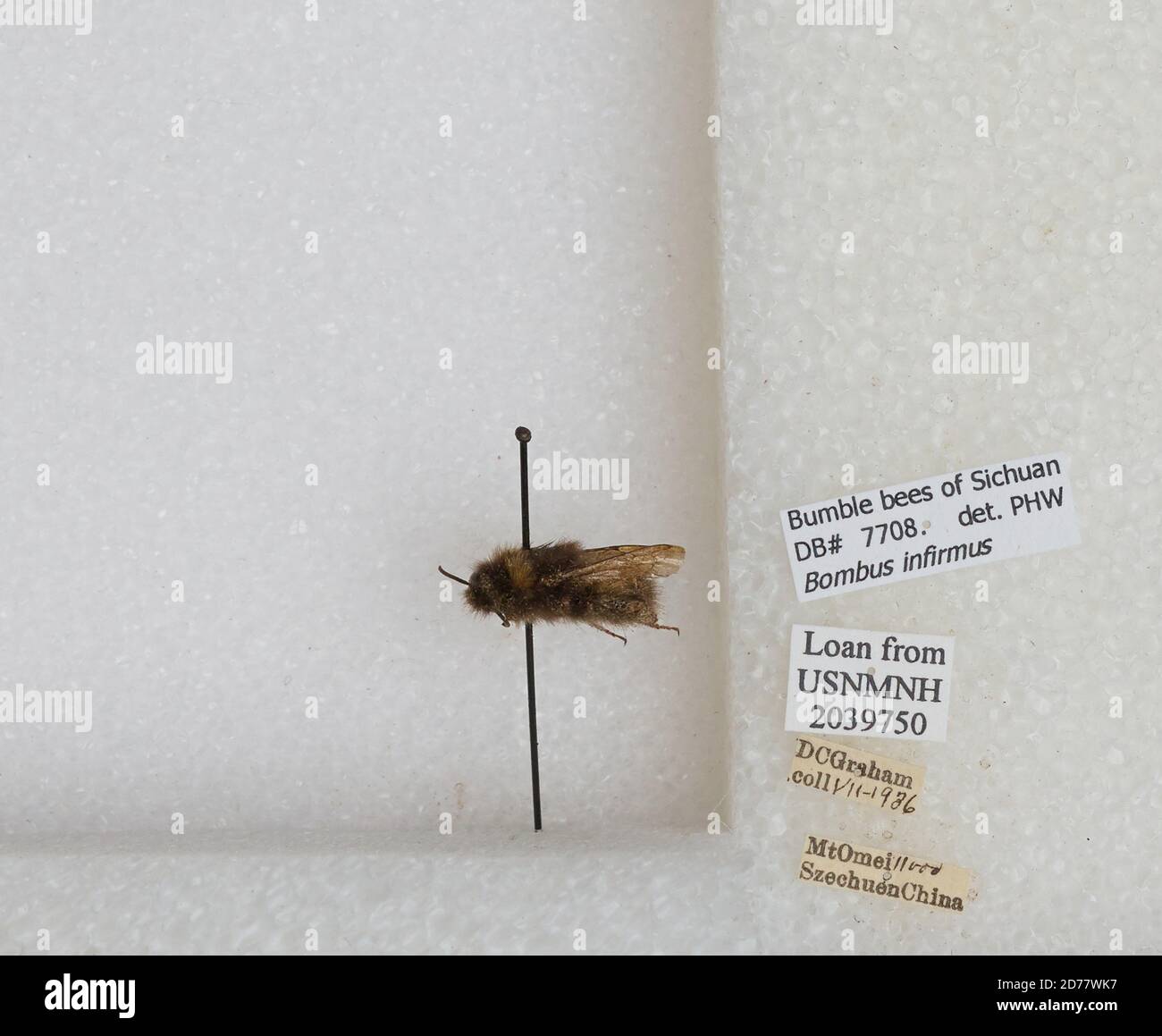 Mount Omei, Sichuan, China, Bombus (Pyrobombus) infirmis Tkalcu ...