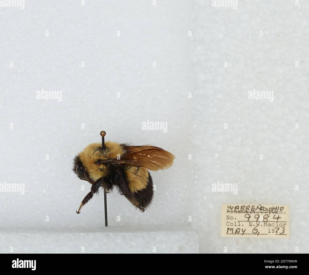 Warren, Ohio, United States, Bombus (Bombus) affinis Cresson, Animalia ...