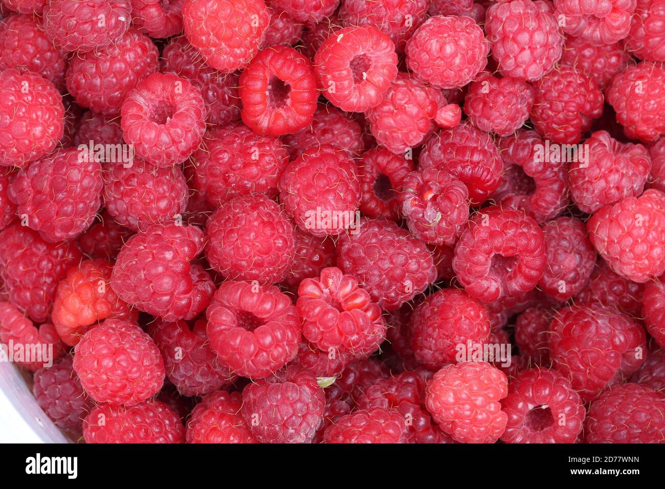 Top view of red ripe raspberries - perfect for background or wallpaper ...