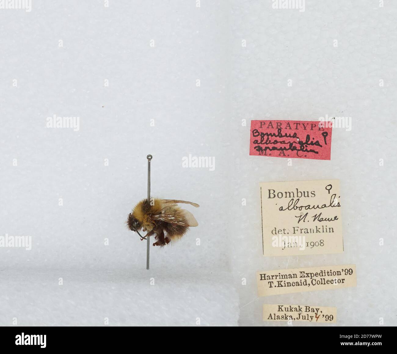 Kukak Bay, Kodiak Island, Alaska, United States, Bombus (Pyrobombus ...