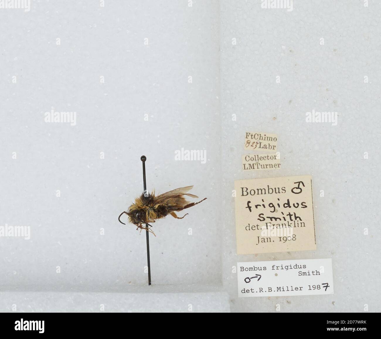 Fort Chimo, Kuujjuaq, Labrador, Quebec, Canada, Bombus (Pyrobombus ...