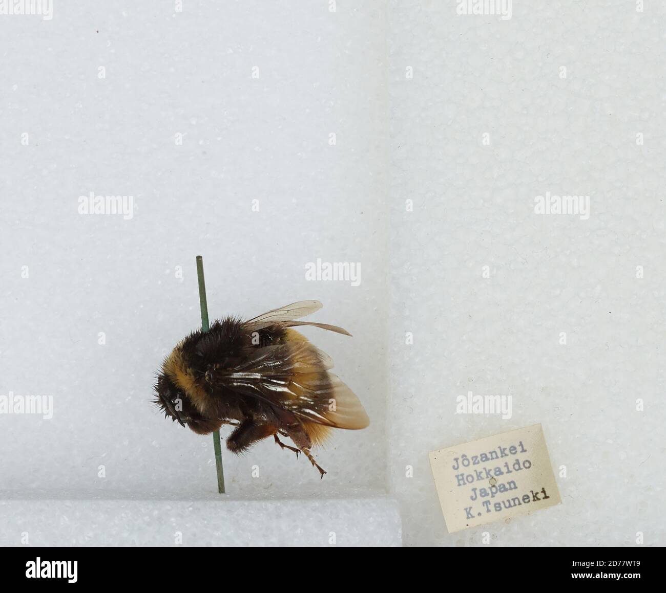 Jozankei, Hokkaido, Japan, Bombus (Bombus) ignitus Smith, Animalia ...