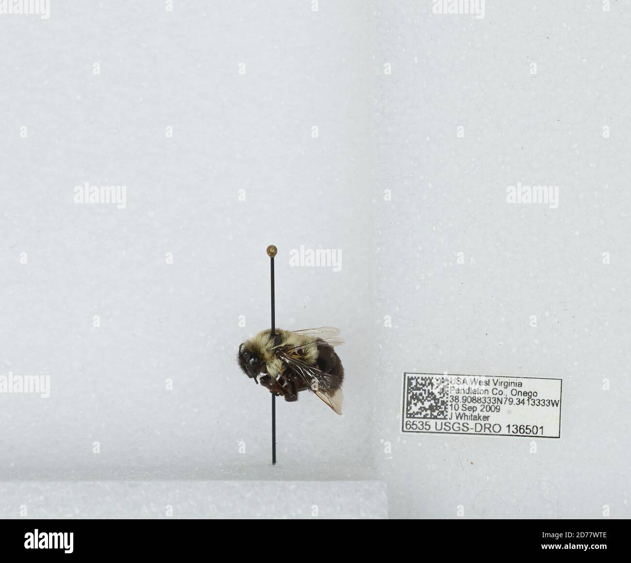 Onego, Pendleton, West Virginia, United States, Bombus (Pyrobombus ...
